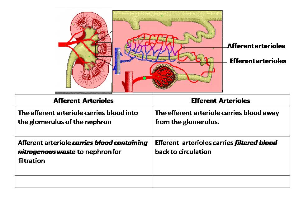 What is the difference between afferent arteriole and efferent ...