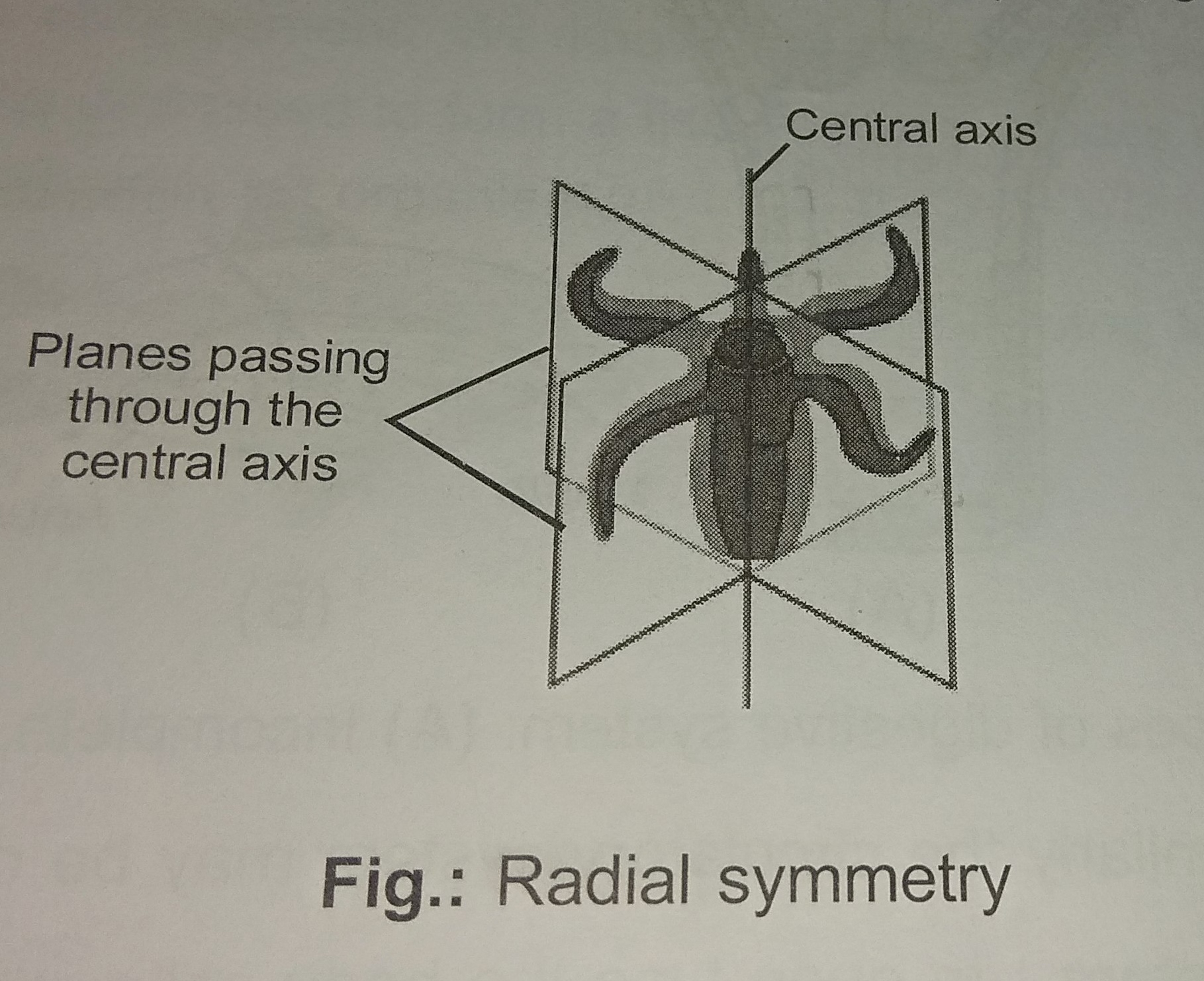 What do you mean by radially symmetercal body - Find 12 Answers ...