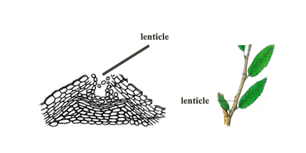 Position of lenticels in plants - Find 8 Answers & Solutions ...