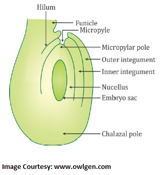 Draw a well labelled diagram of the L.S. of an anatropous ovule just ...