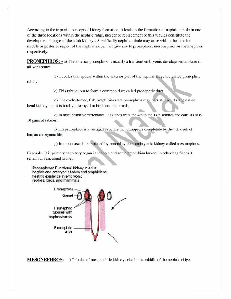Kidney In Vertebrates - Notes - LearnPick India