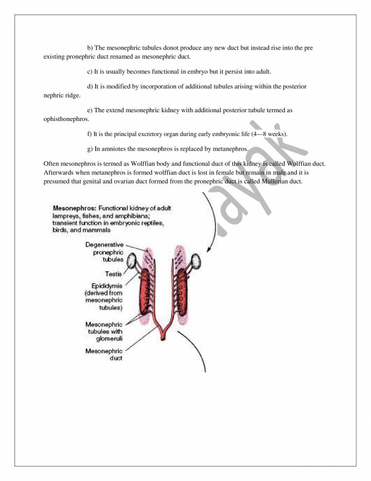 Kidney In Vertebrates - Notes - LearnPick India