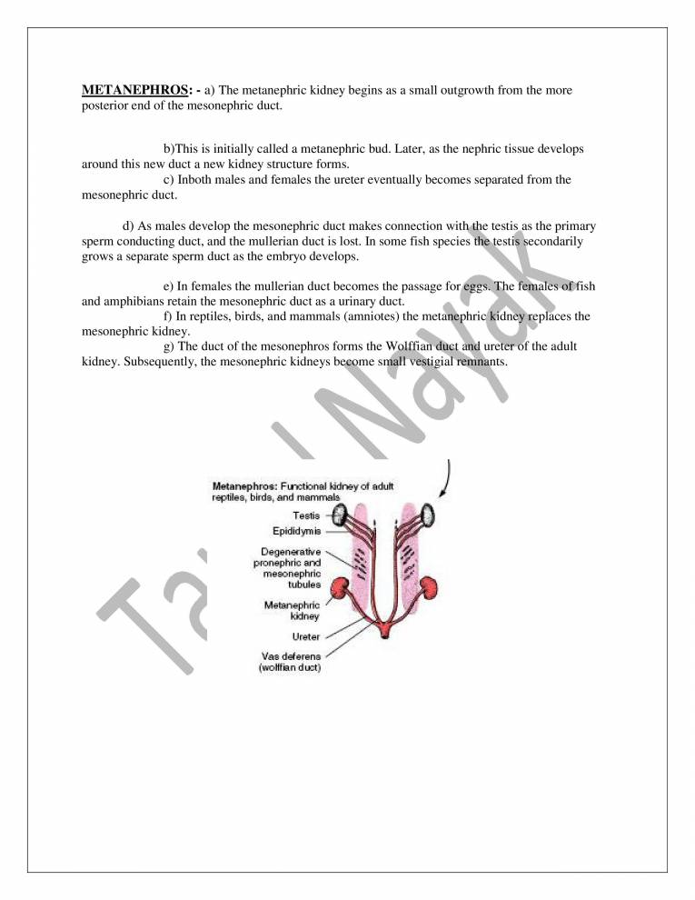 Kidney In Vertebrates - Notes - LearnPick India