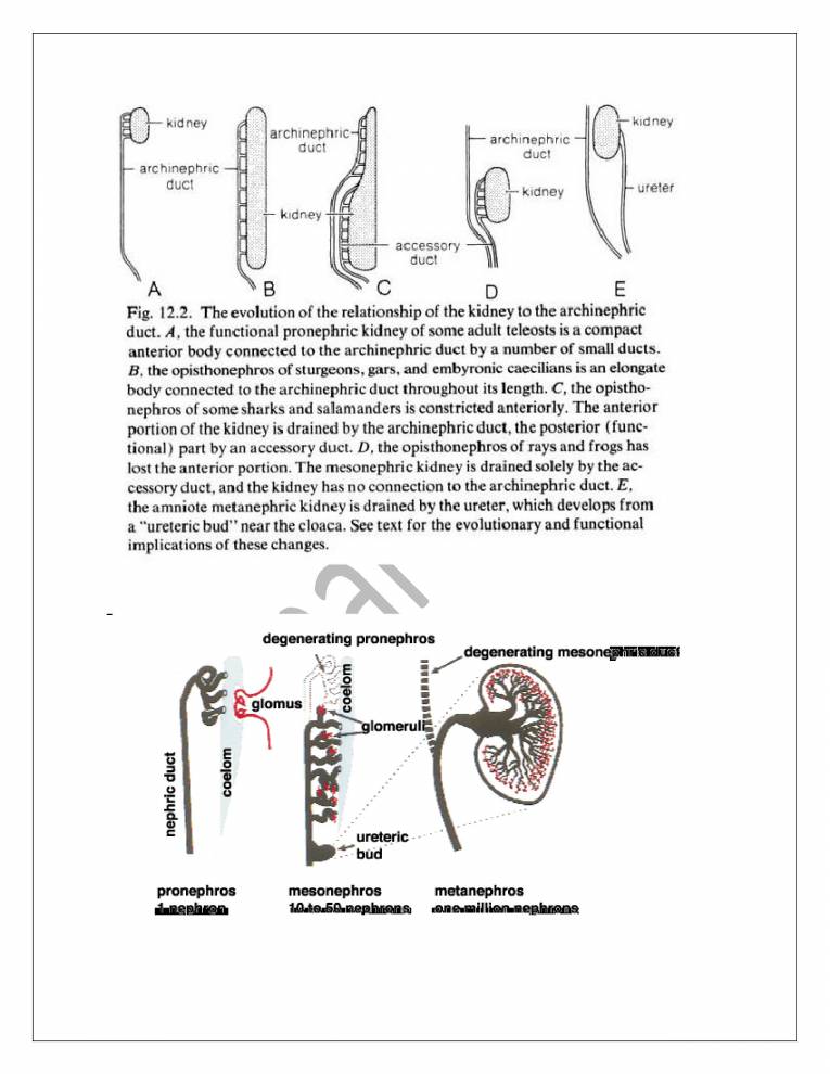 Kidney In Vertebrates - Notes - LearnPick India