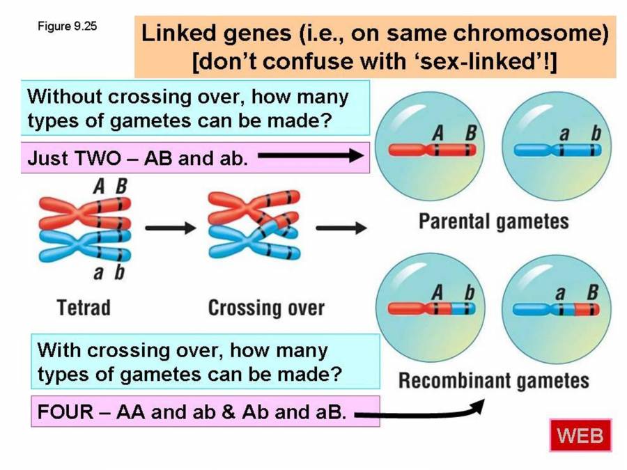 Deviations From Mendelian Genetics - Notes - LearnPick India