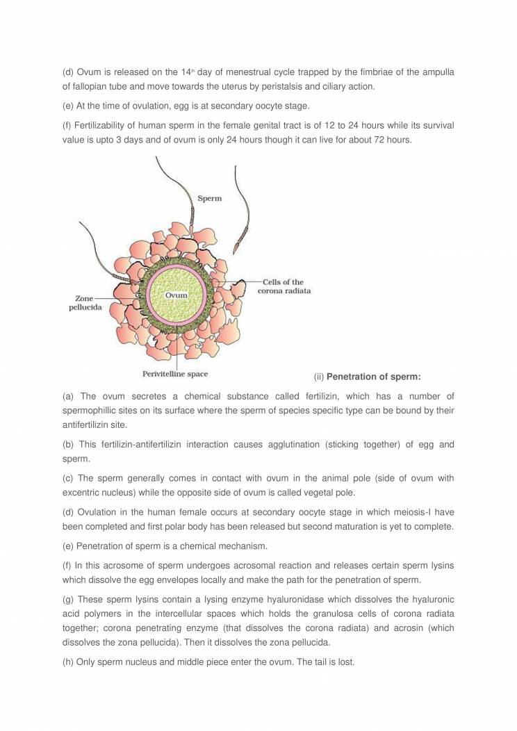 Biology - Human Reproduction - Notes - LearnPick India