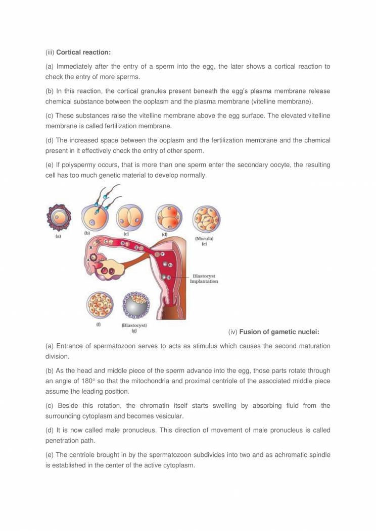 Biology - Human Reproduction - Notes - LearnPick India