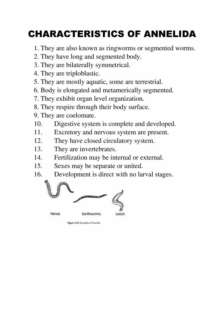Annelida Characteristics
