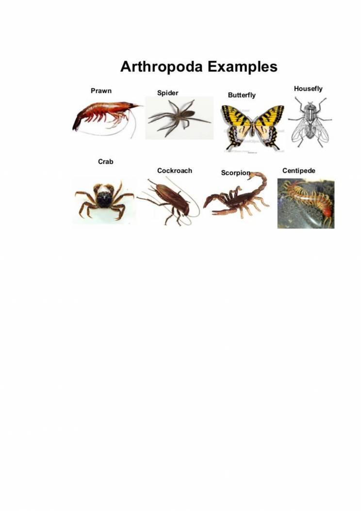 Arthropoda Examples