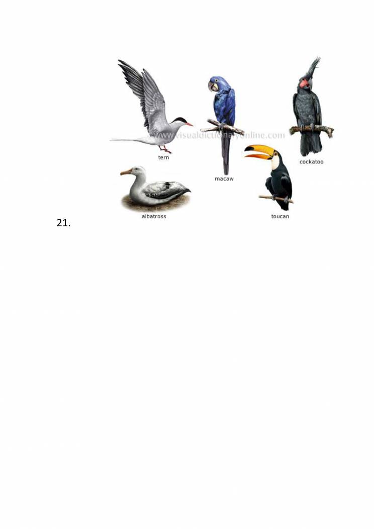 Examples Of Aves