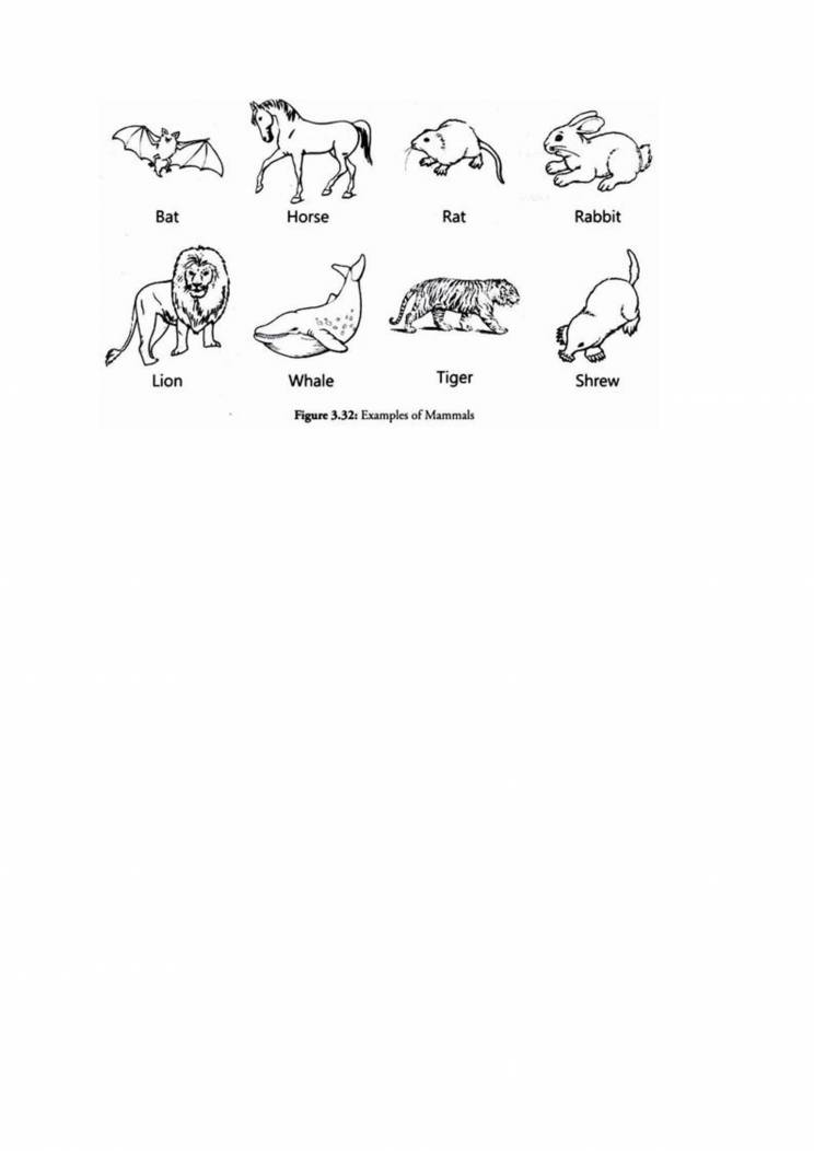 Examples Of Mammals