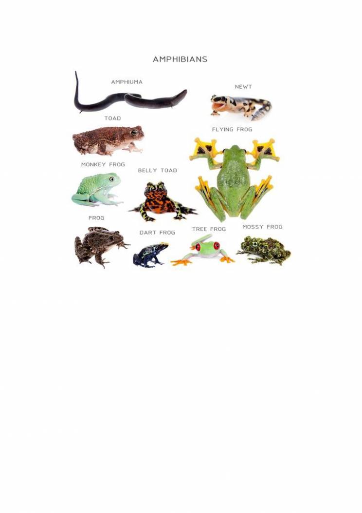 Amphibians Chart