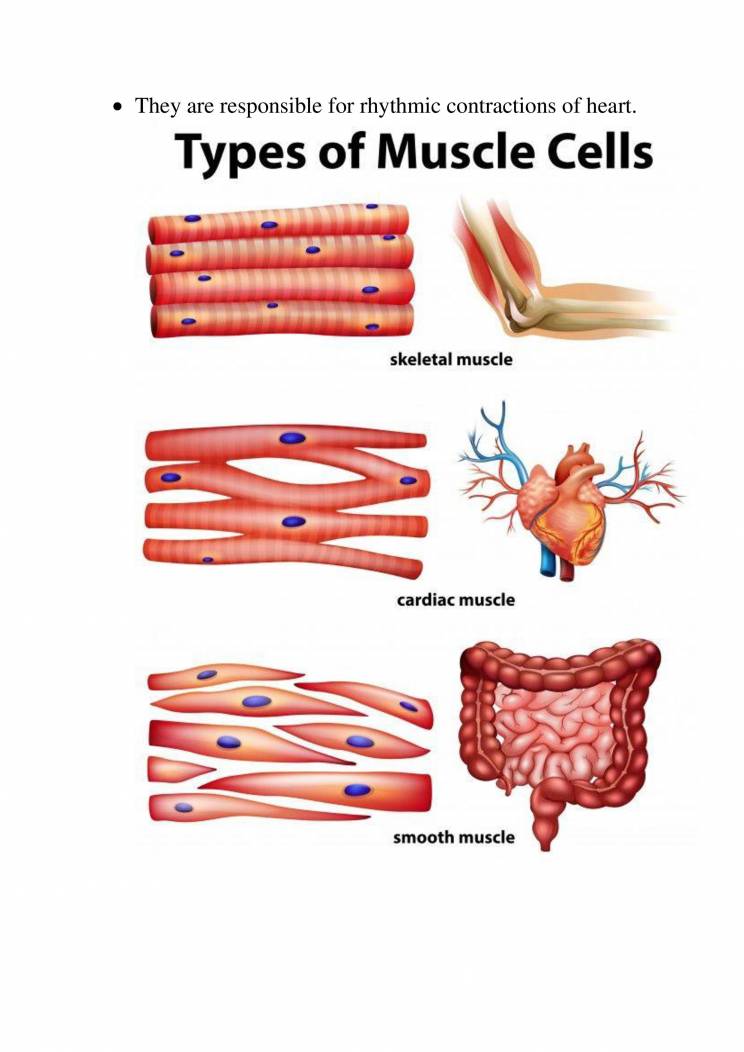 Notes On Muscles - Notes - LearnPick India
