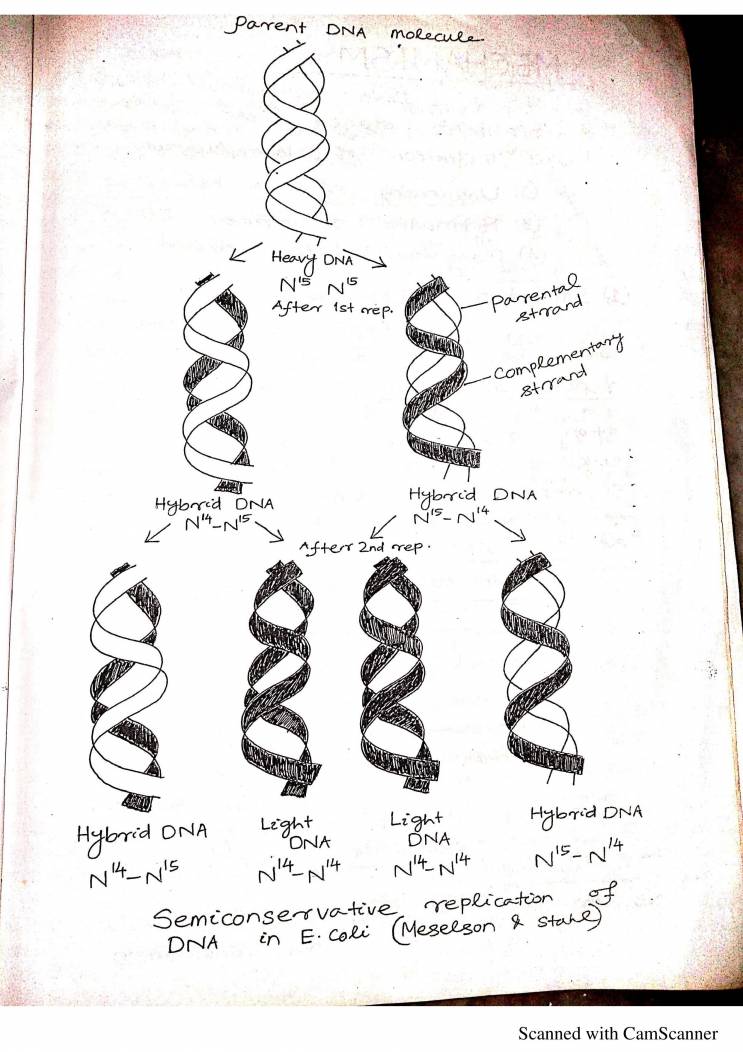 Notes On DNA Structure And Its Replication - Notes - LearnPick India