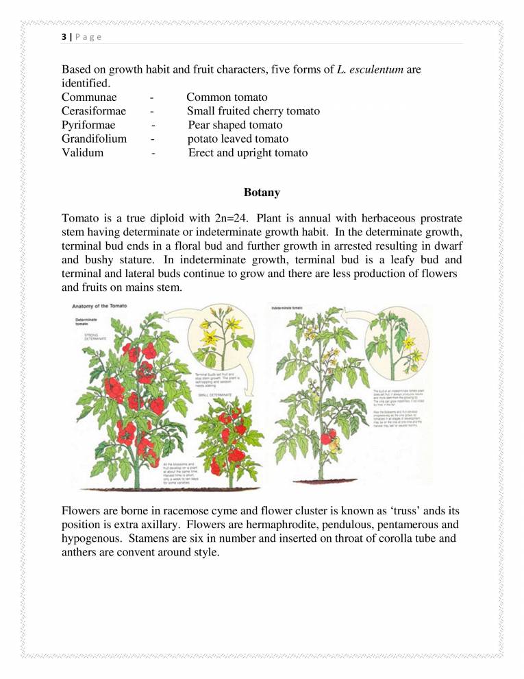 Notes On Tomato And Its Cultivation Practices - Notes - LearnPick India