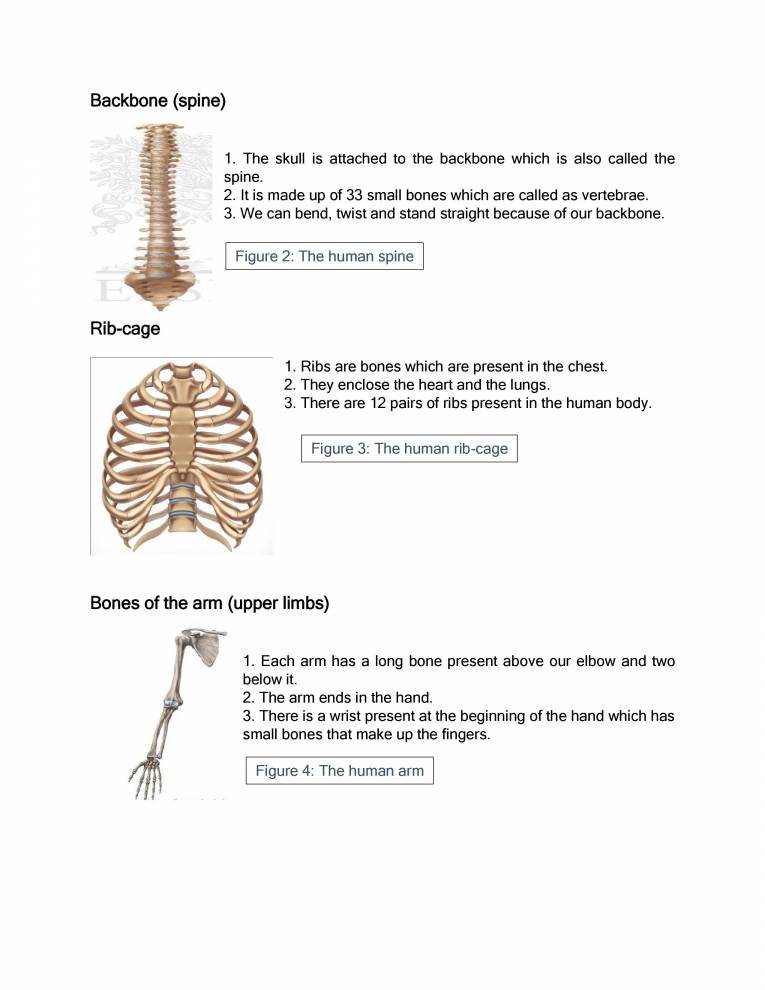 Notes On Human Body - Sense Organs - Notes - LearnPick India