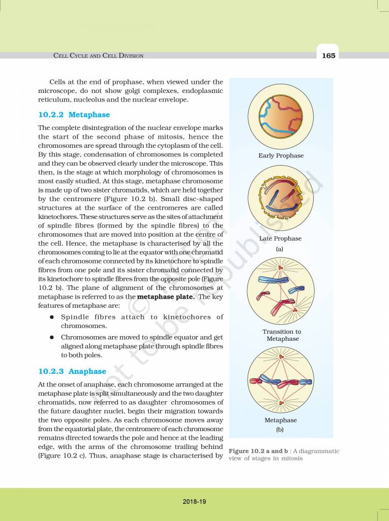 Notes On Cell Biology - Notes - LearnPick India