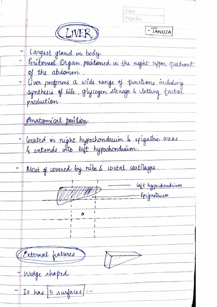 Note On Anatomy Of LIVER - Notes - LearnPick India