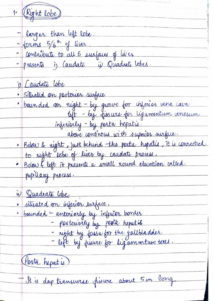 Note On Anatomy Of LIVER - Notes - LearnPick India