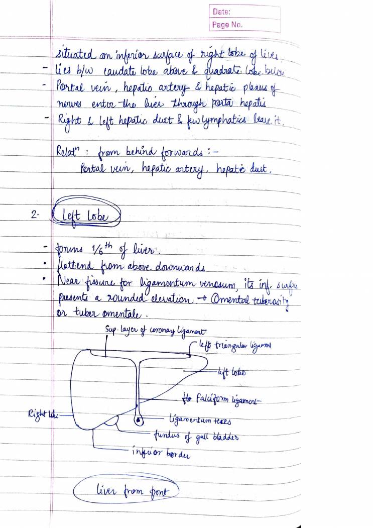 Note On Anatomy Of LIVER - Notes - LearnPick India