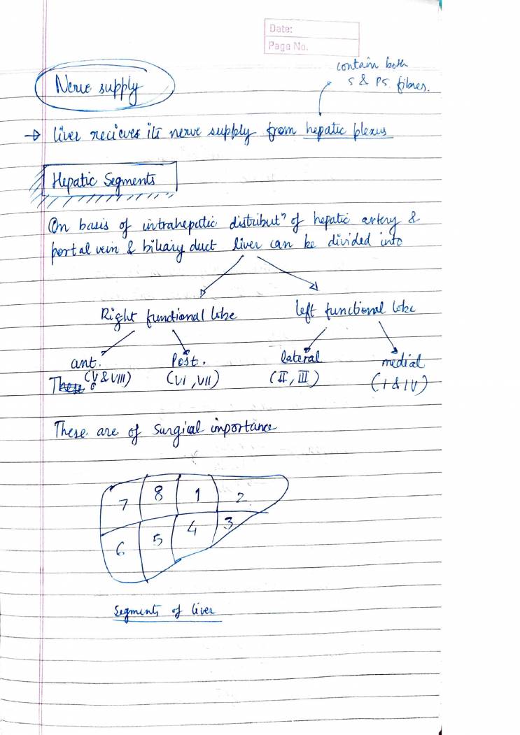 Note On Anatomy Of LIVER - Notes - LearnPick India