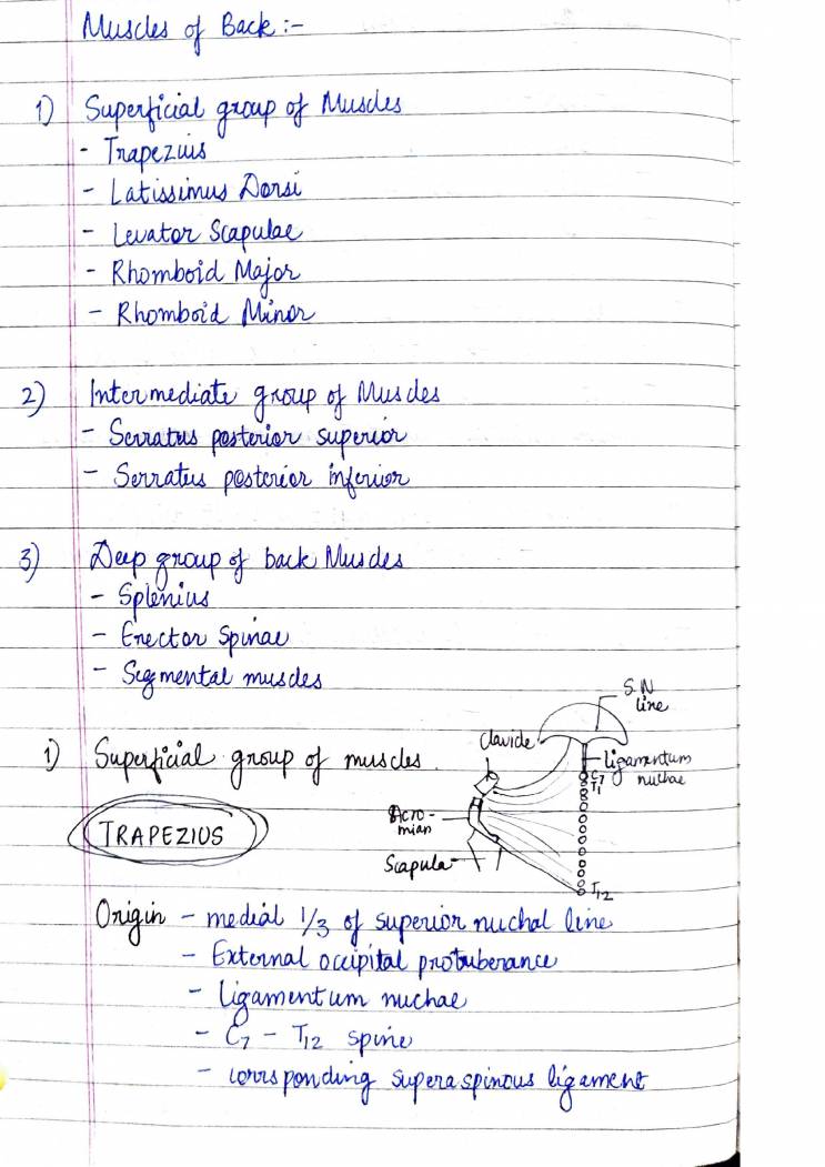 Notes On Muscles Of Back - Notes - LearnPick India