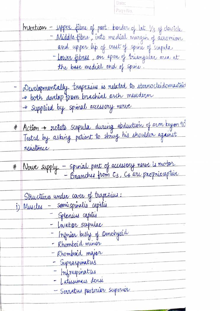 Notes On Muscles Of Back - Notes - LearnPick India
