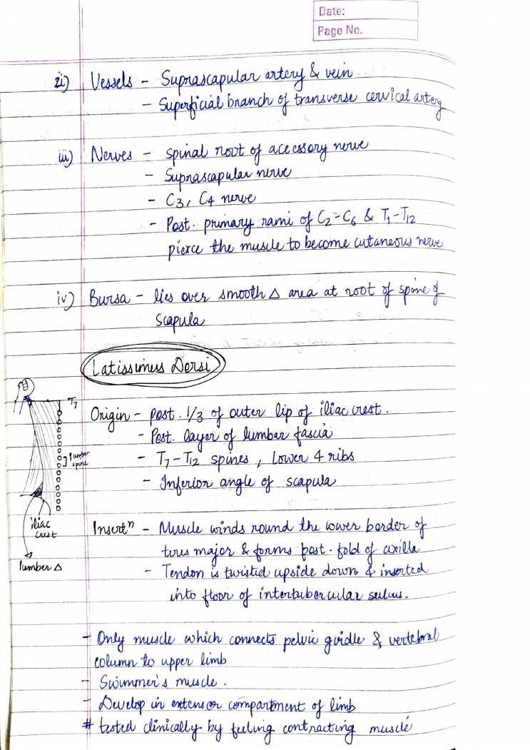 Notes On Muscles Of Back - Notes - LearnPick India
