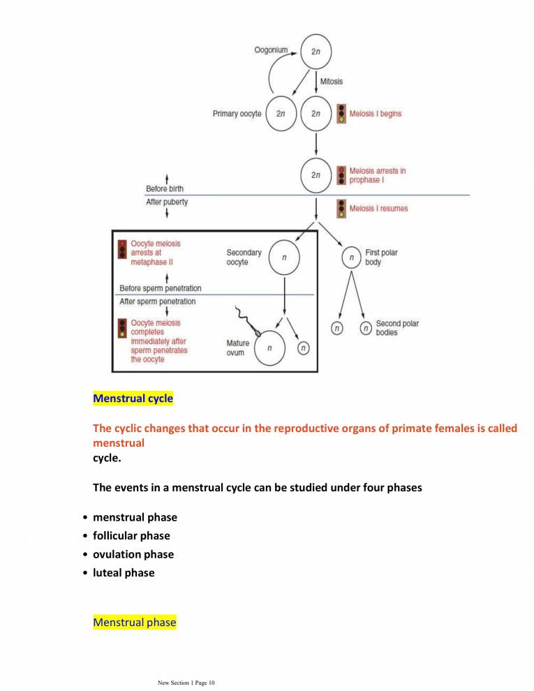 HUMAN REPRODUCTION NCERT BASED NOTES - Notes - LearnPick India