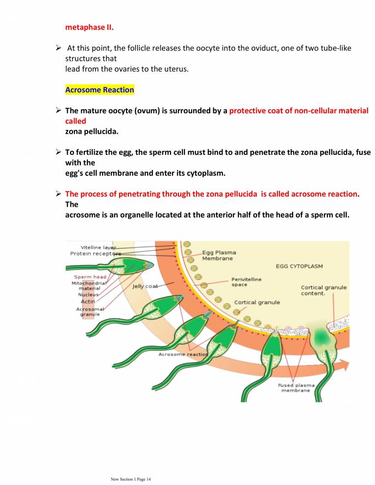 HUMAN REPRODUCTION NCERT BASED NOTES - Notes - LearnPick India