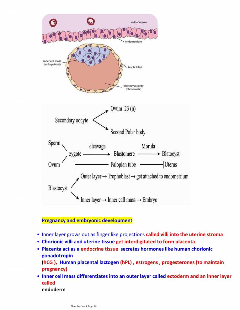 HUMAN REPRODUCTION NCERT BASED NOTES - Notes - LearnPick India