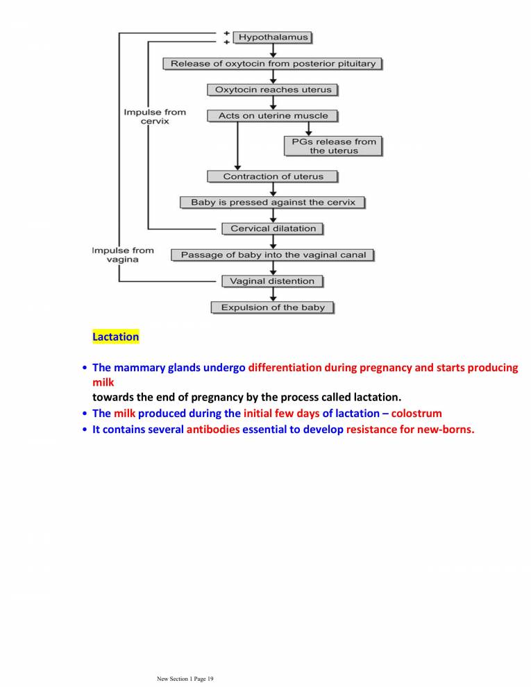 HUMAN REPRODUCTION NCERT BASED NOTES - Notes - LearnPick India