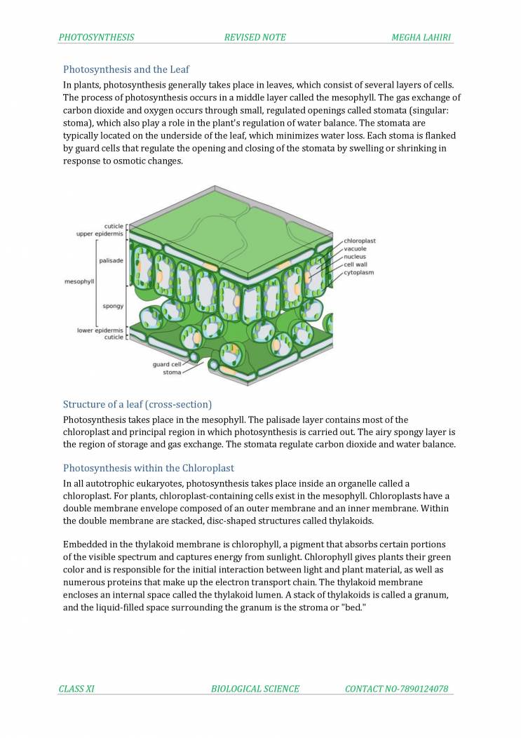 Photosynthesis - Notes - LearnPick India