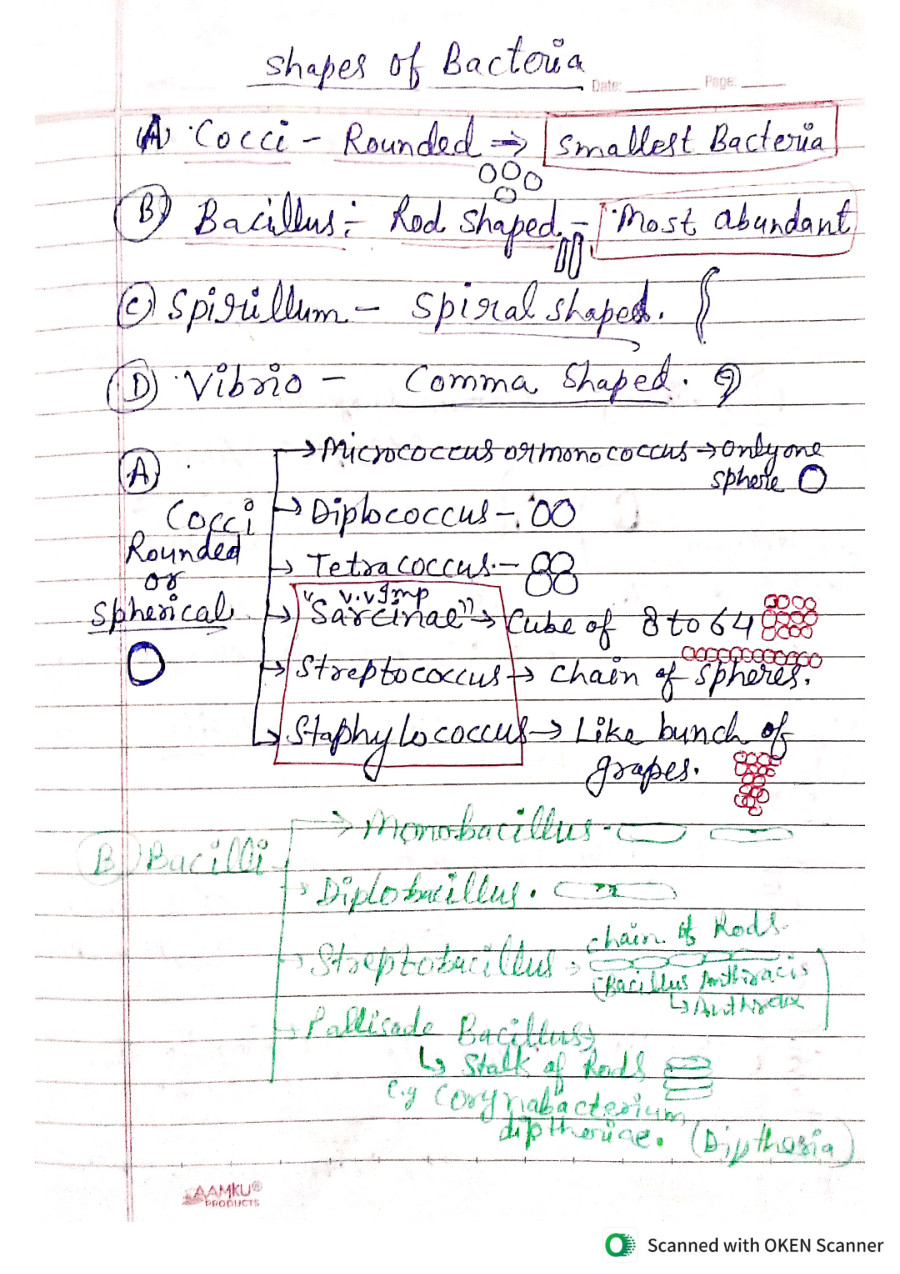 Shapes of Bacteria - Notes - LearnPick India