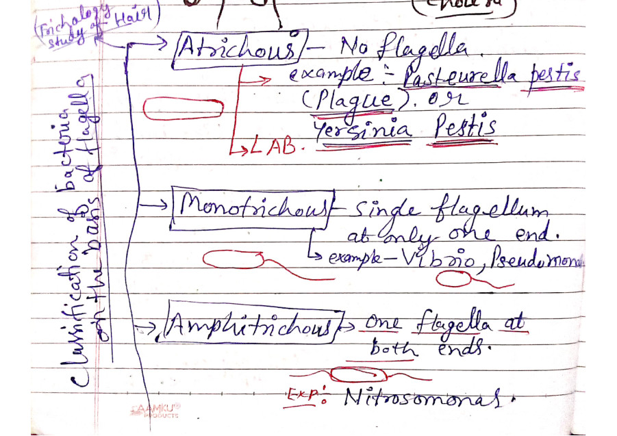 Classification of Bacteria By flagella - Notes - LearnPick India