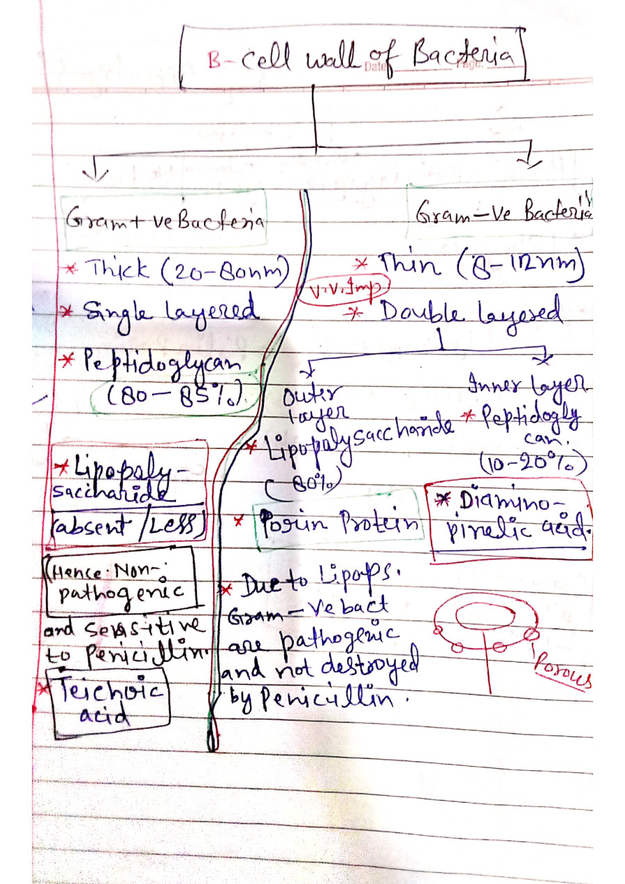 Structure of Bacteria - Notes - LearnPick India