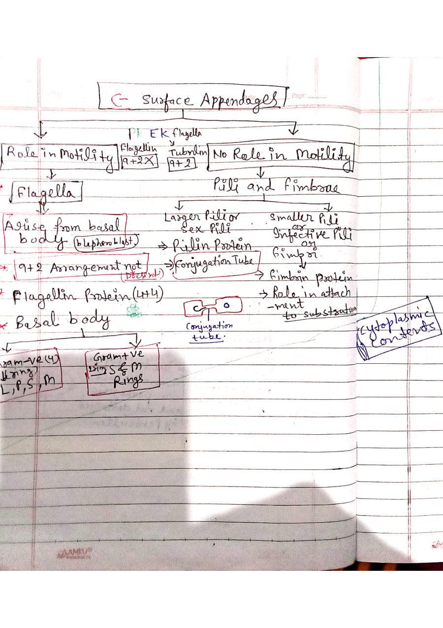 Structure of Bacteria - Notes - LearnPick India
