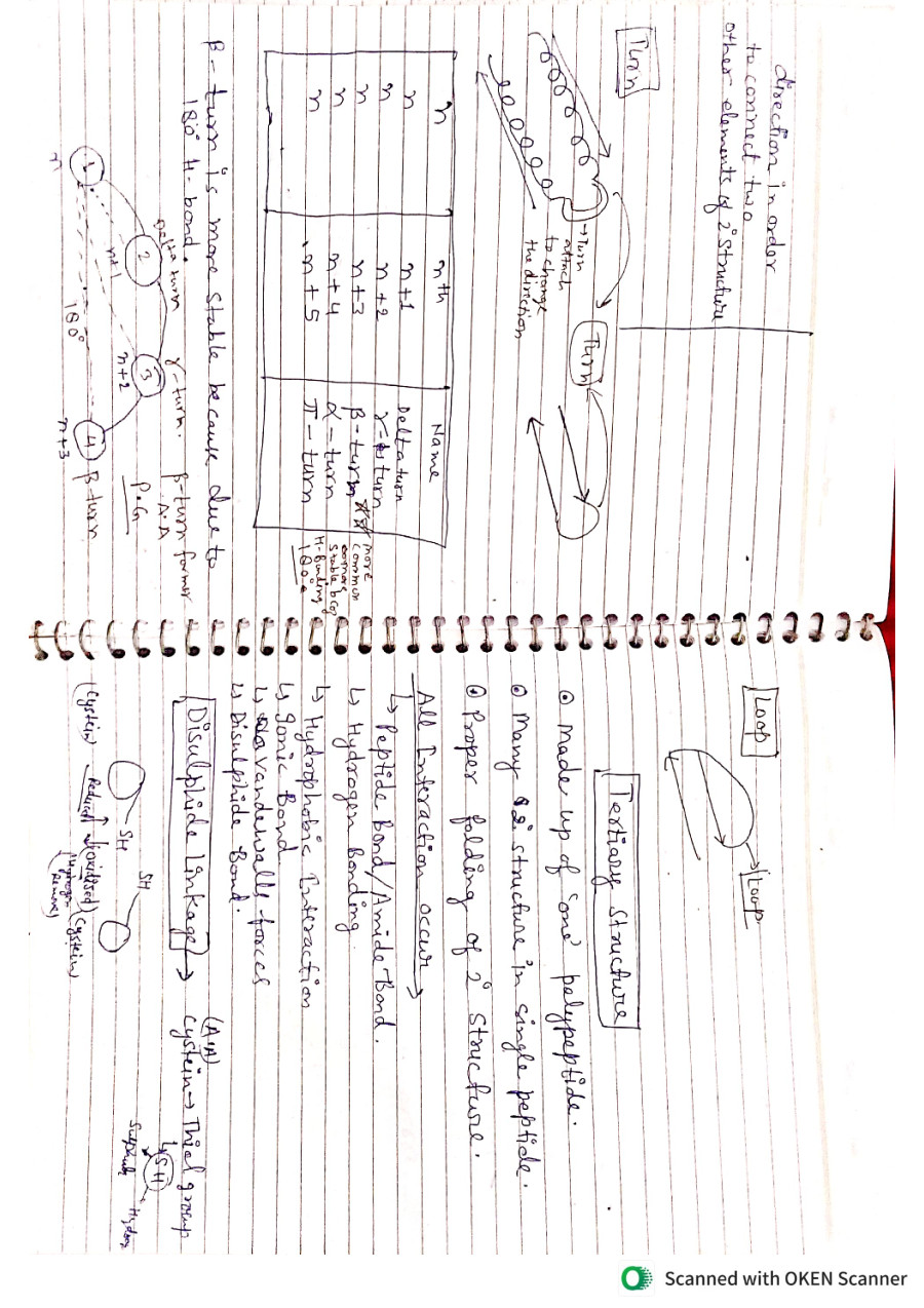 Structure of protein - Notes - LearnPick India