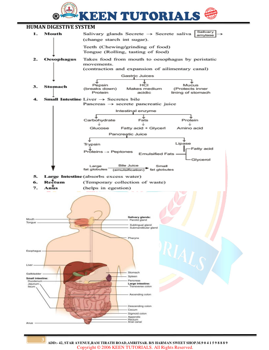 SCIENCE 10TH CLASS NOTES- LIFE PROCESS - Notes - LearnPick India