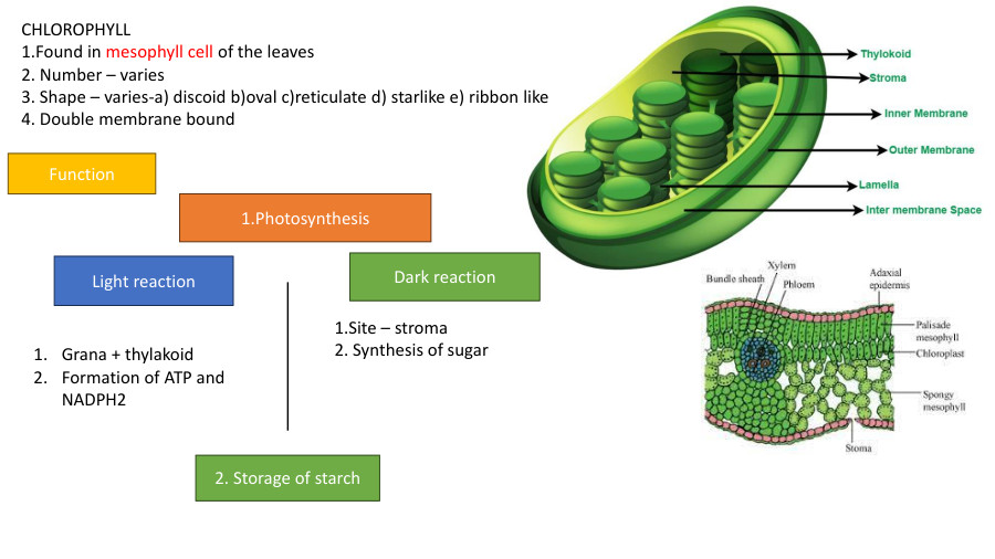 CELL THE UNIT OF LIFE. - Notes - LearnPick India