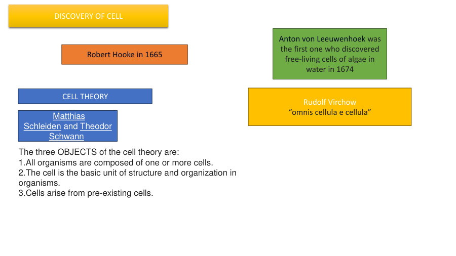 Anton Van Leeuwenhoek Cellen Biotech Quiz | PDF | Biotechnology