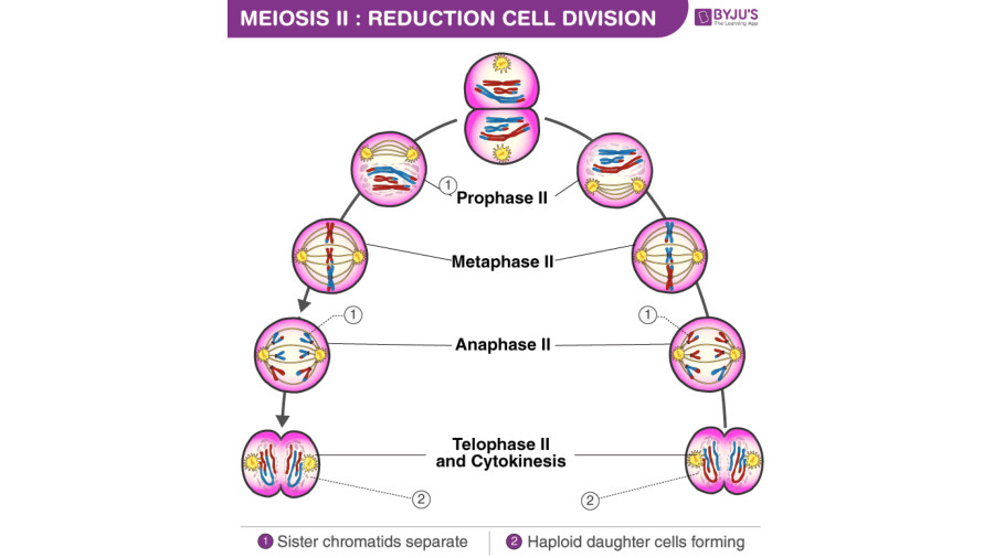 CELL THE UNIT OF LIFE. - Notes - LearnPick India