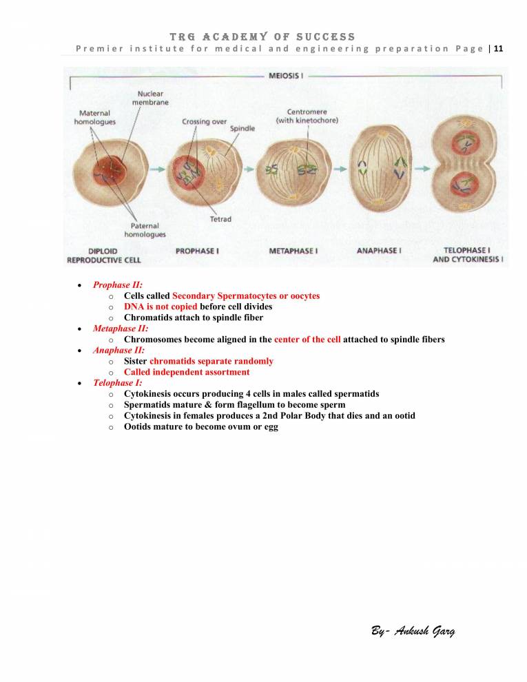 Cell Cycle And Cell Division - Notes - LearnPick India