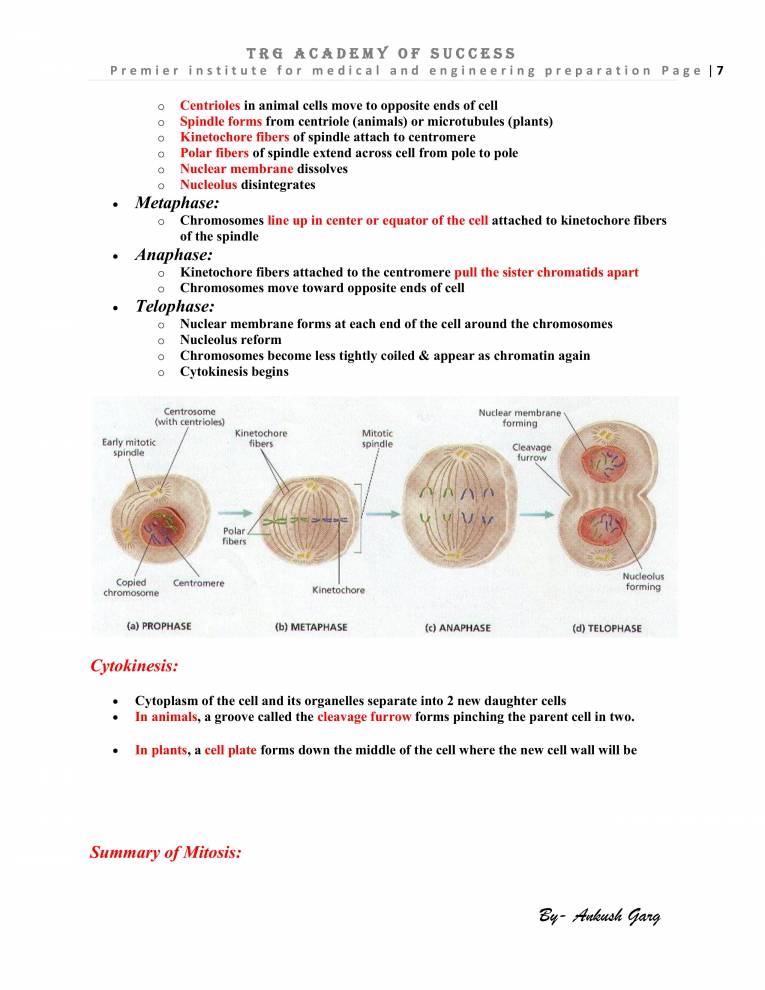 Cell Cycle And Cell Division - Notes - LearnPick India