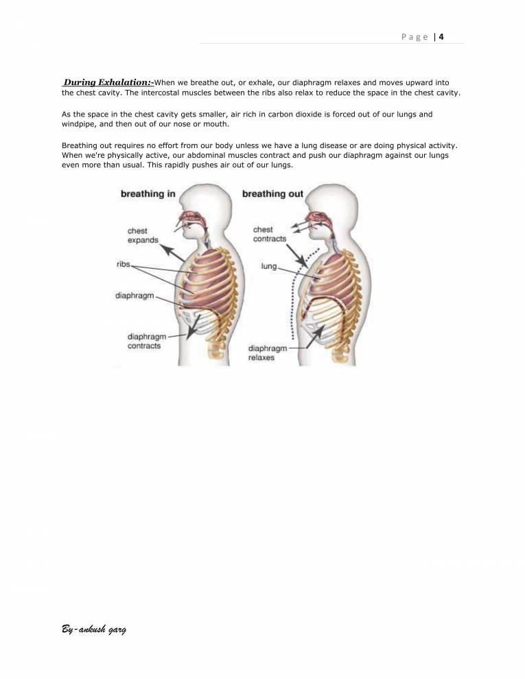 Mechanism Of Breathing - Notes - LearnPick India