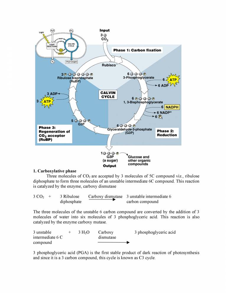Dark Reaction Of Photosynthesis