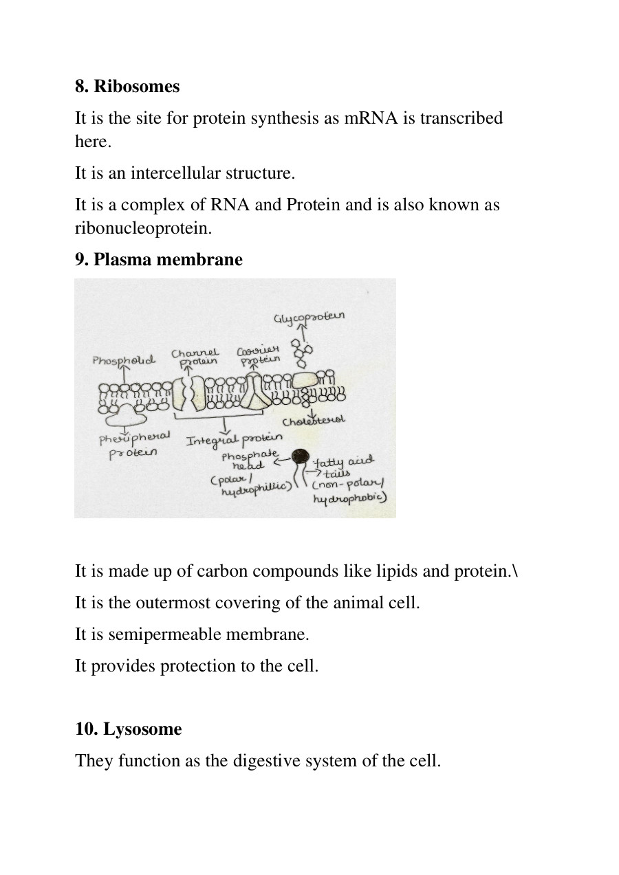 Cell the structural unit of life - Notes - LearnPick India
