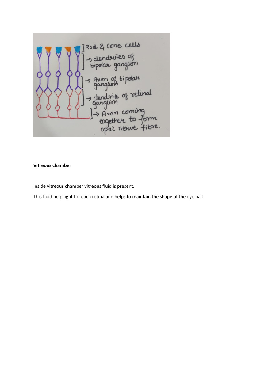 eye - Notes - LearnPick India