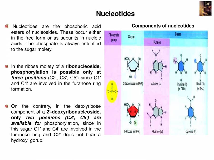 Importance Of Nucleic Acid - Notes - LearnPick India