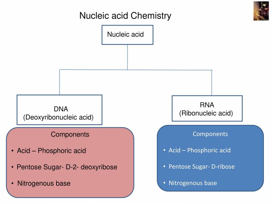 Importance Of Nucleic Acid - Notes - LearnPick India